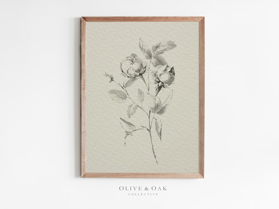 Olive Flower Drawing