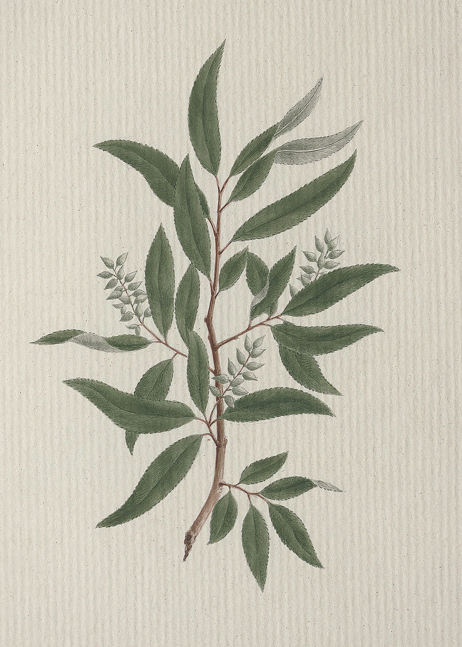 Vintage Botanical Tree Branch Print / Country Farmhouse Decor - Etsy