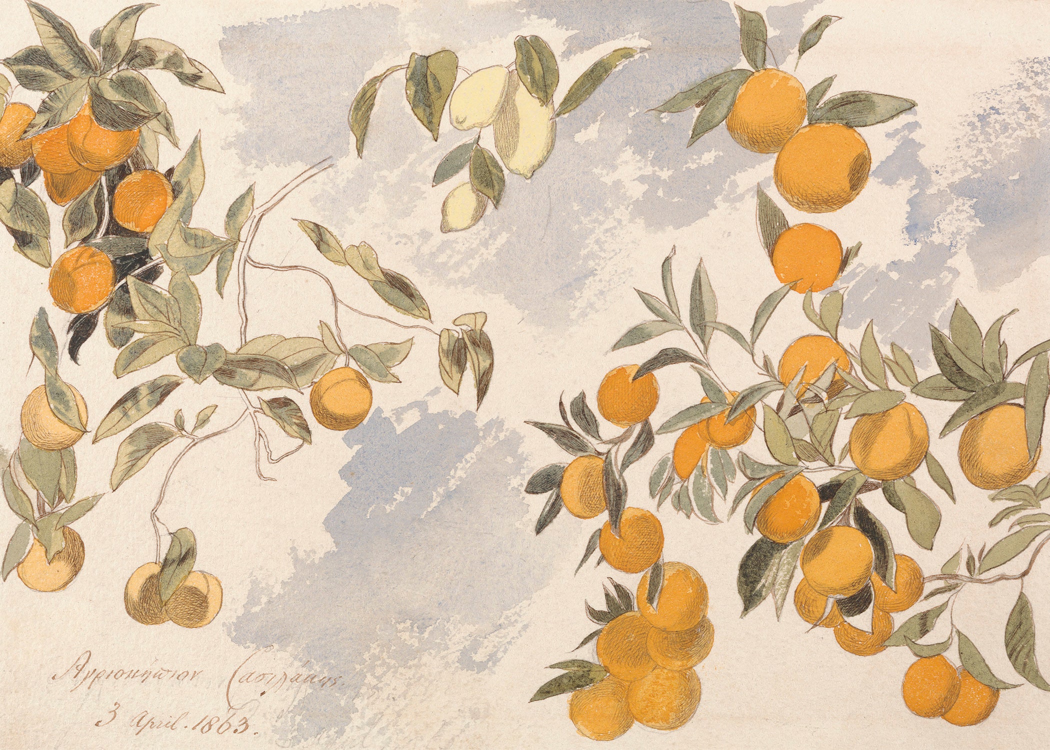 Farmhouse Kitchen Art Print / Vintage Botanical Lemon Painting ...