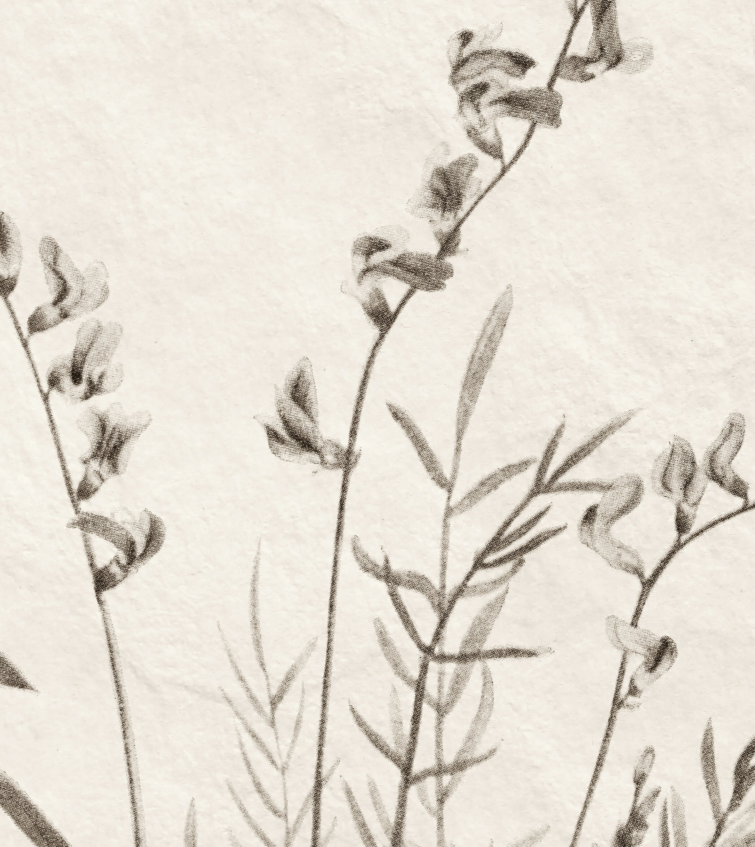 Vintage Botanical Print / Floral Screen Print / Neutral Decor PRINTABLE ...