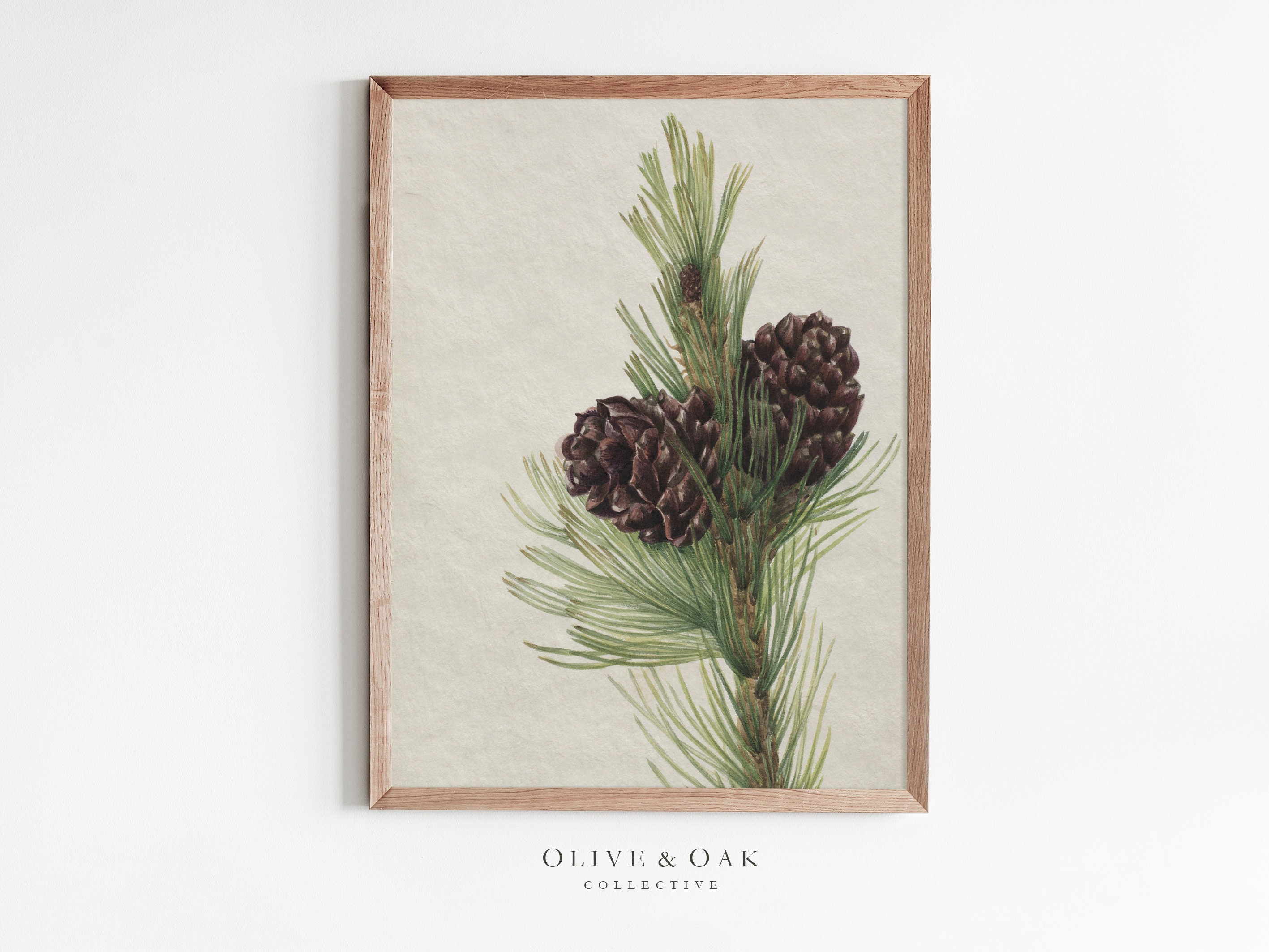 Pine Tree Branch Drawing