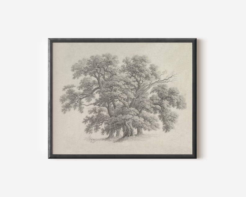 Vintage Oak Tree Sketch / Neutral Botanical Drawing / - Etsy