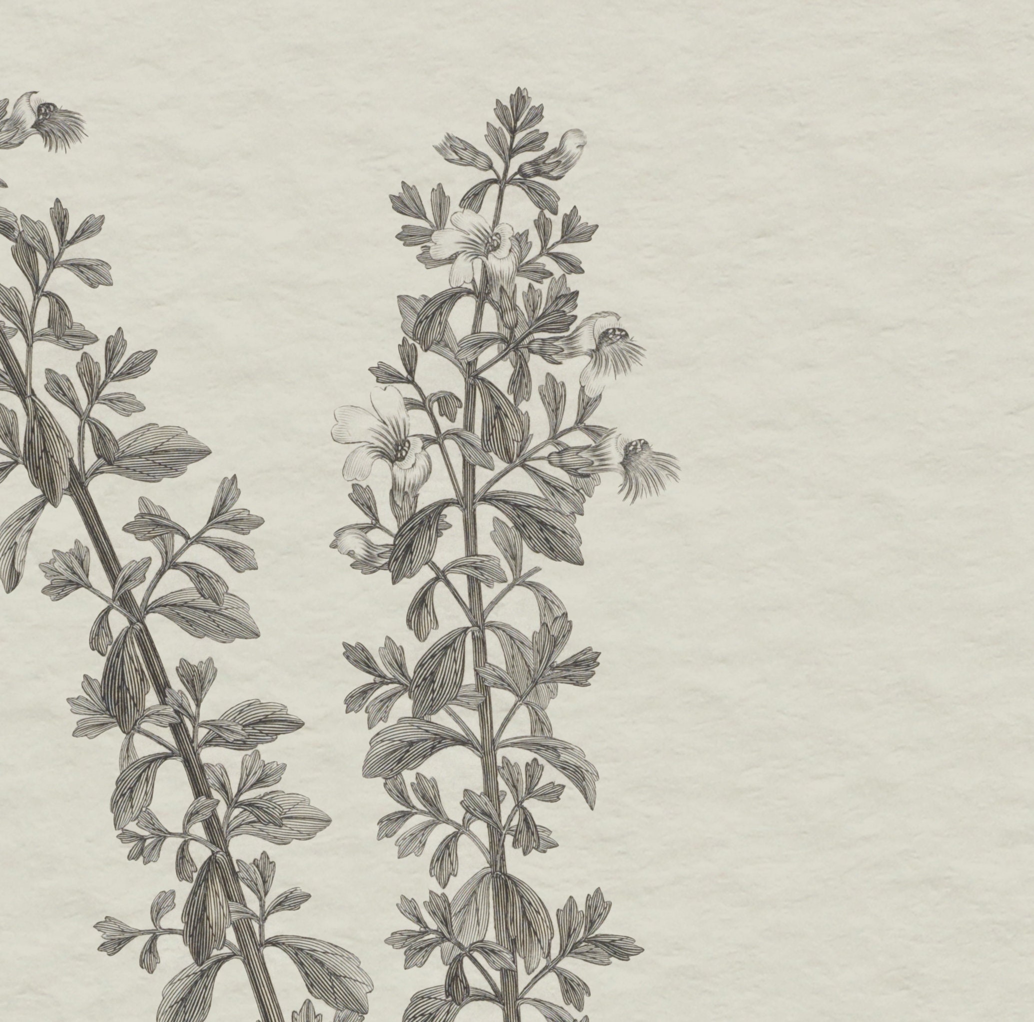 Vintage Botanical Drawing / Neutral Sketch / Simple Artwork | Etsy