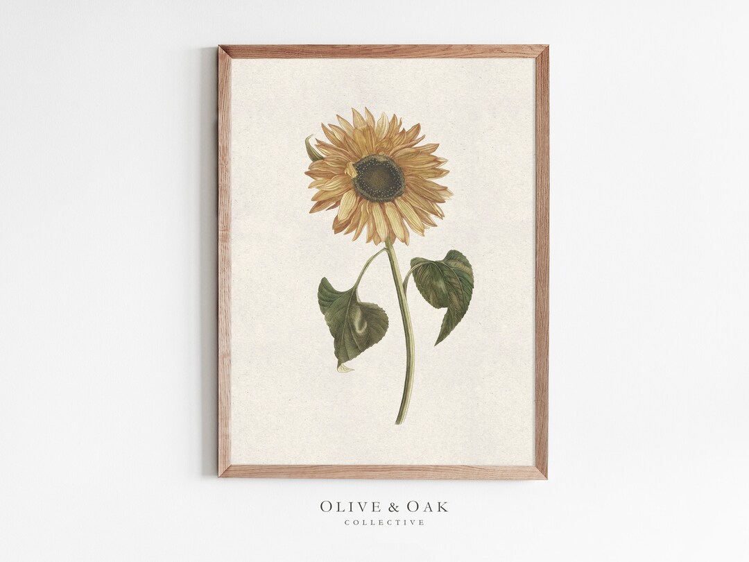 Sunflower Botanical Art Print / Sunflower Drawing / Neutral Fall Wall ...
