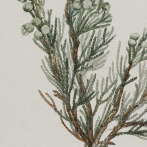 Vintage Sketch Art / Winter Branch Drawing / Nature Print Digital ...