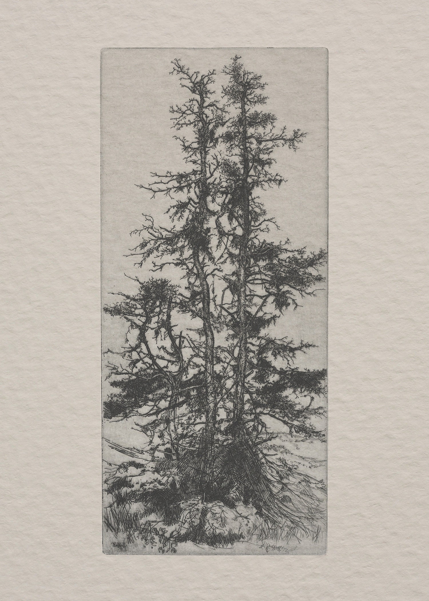 Vintage Tree Sketch Print / Minimalist Tree Etching PRINTABLE - Etsy