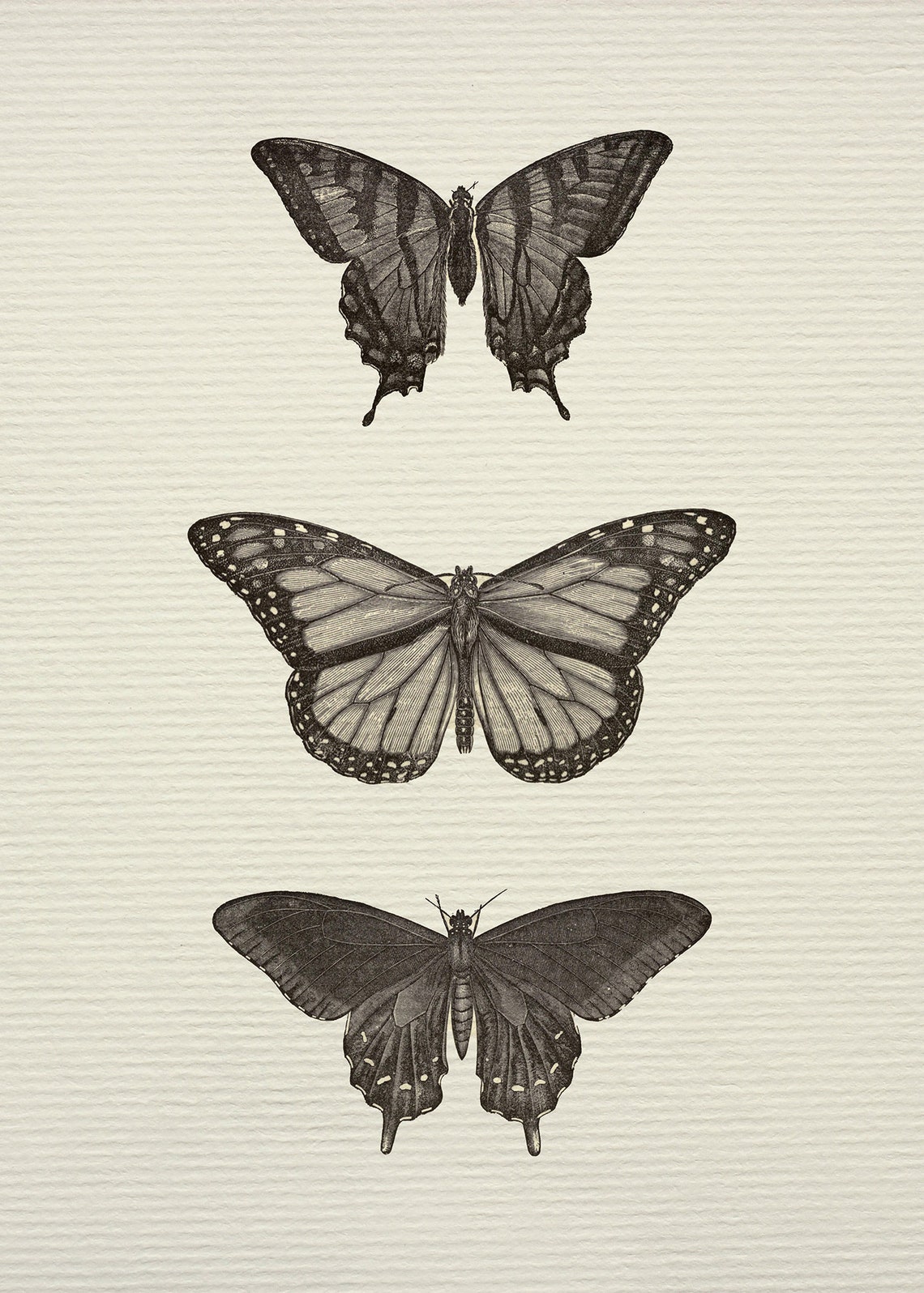 Vintage Neutral Butterfly Print / Antique Butterfly Drawing - Etsy
