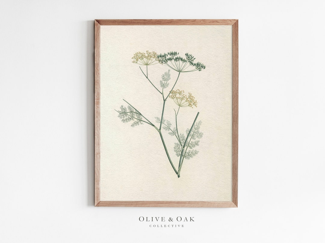 Kitchen Wall Art / Dill Kitchen Drawing Decor / Herb Art Print ...