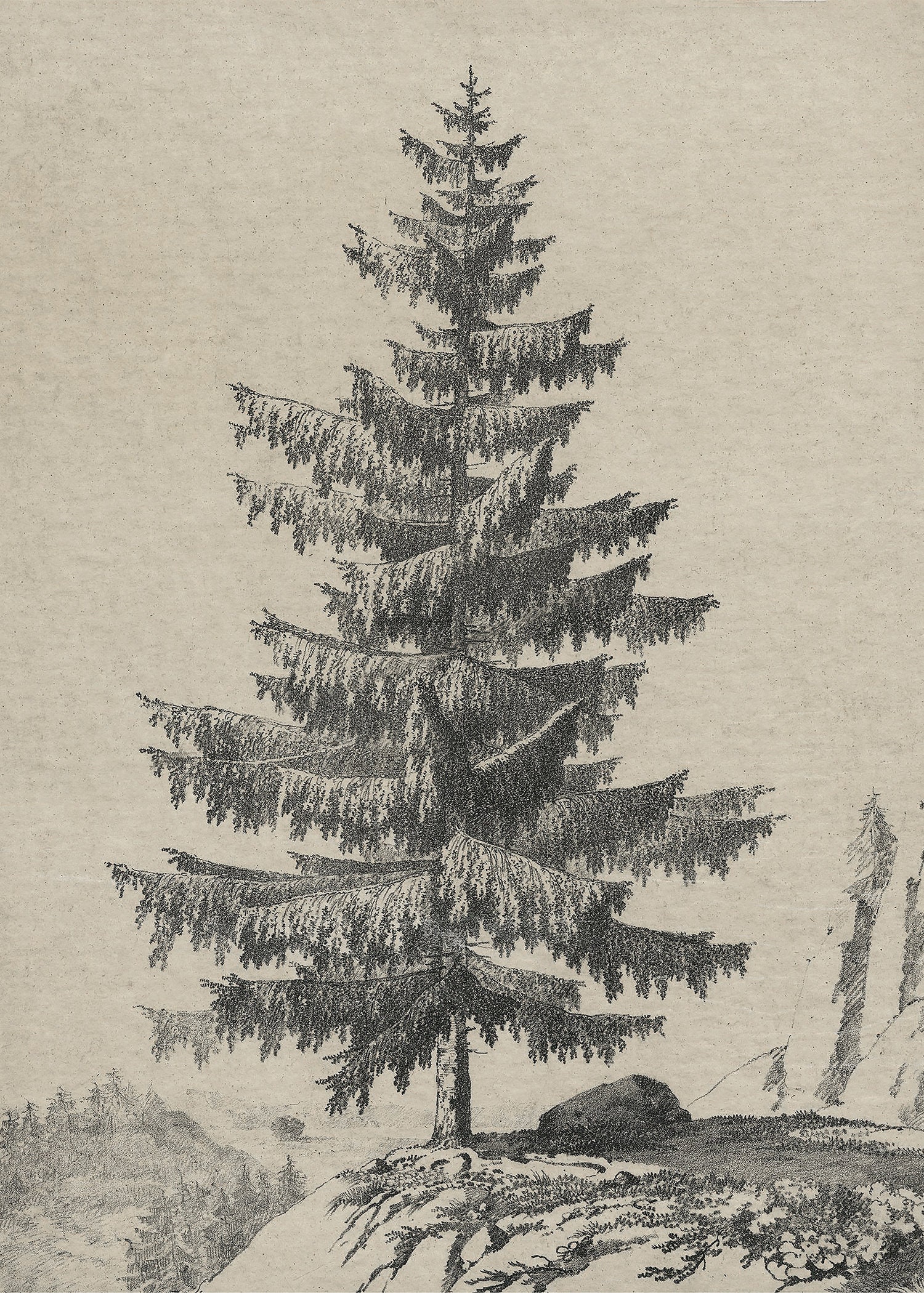 Vintage Neutral Tree Sketch Print / Rustic Spruce Tree Drawing | Etsy