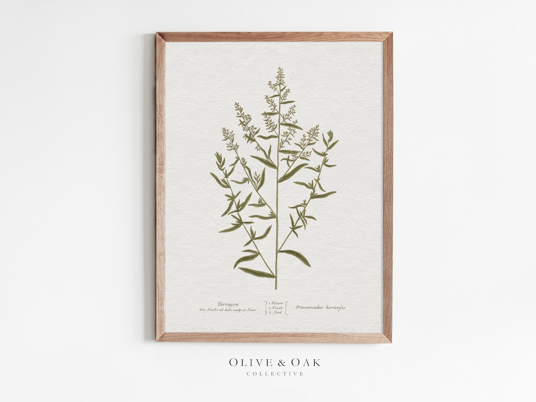 Herb Art Print / Herbal Wall Art / Tarragon Drawing PRINTABLE ...