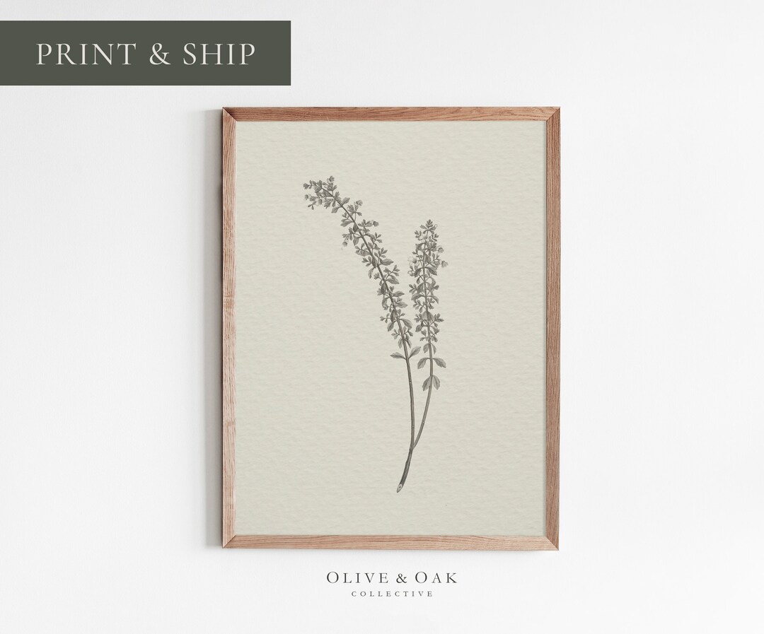 Vintage Botanical Drawing / Neutral Sketch / Simple Artwork Printed or ...