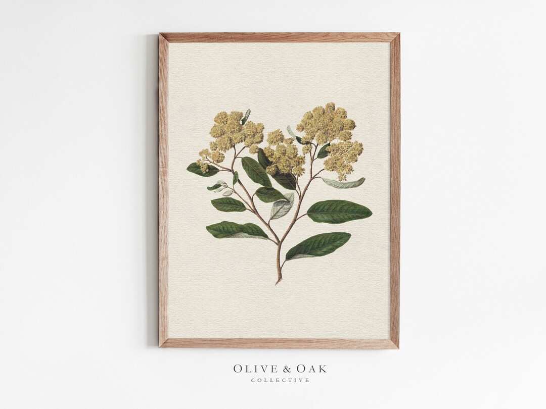 Yellow Flower Drawing / Botanical Art Print / Vintage Wall Art ...