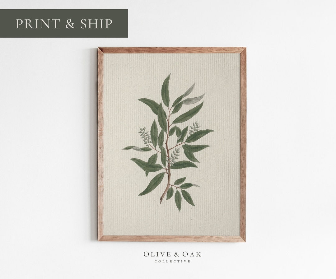 Vintage Botanical Tree Branch Print / Country Farmhouse Decor PRINTED ...
