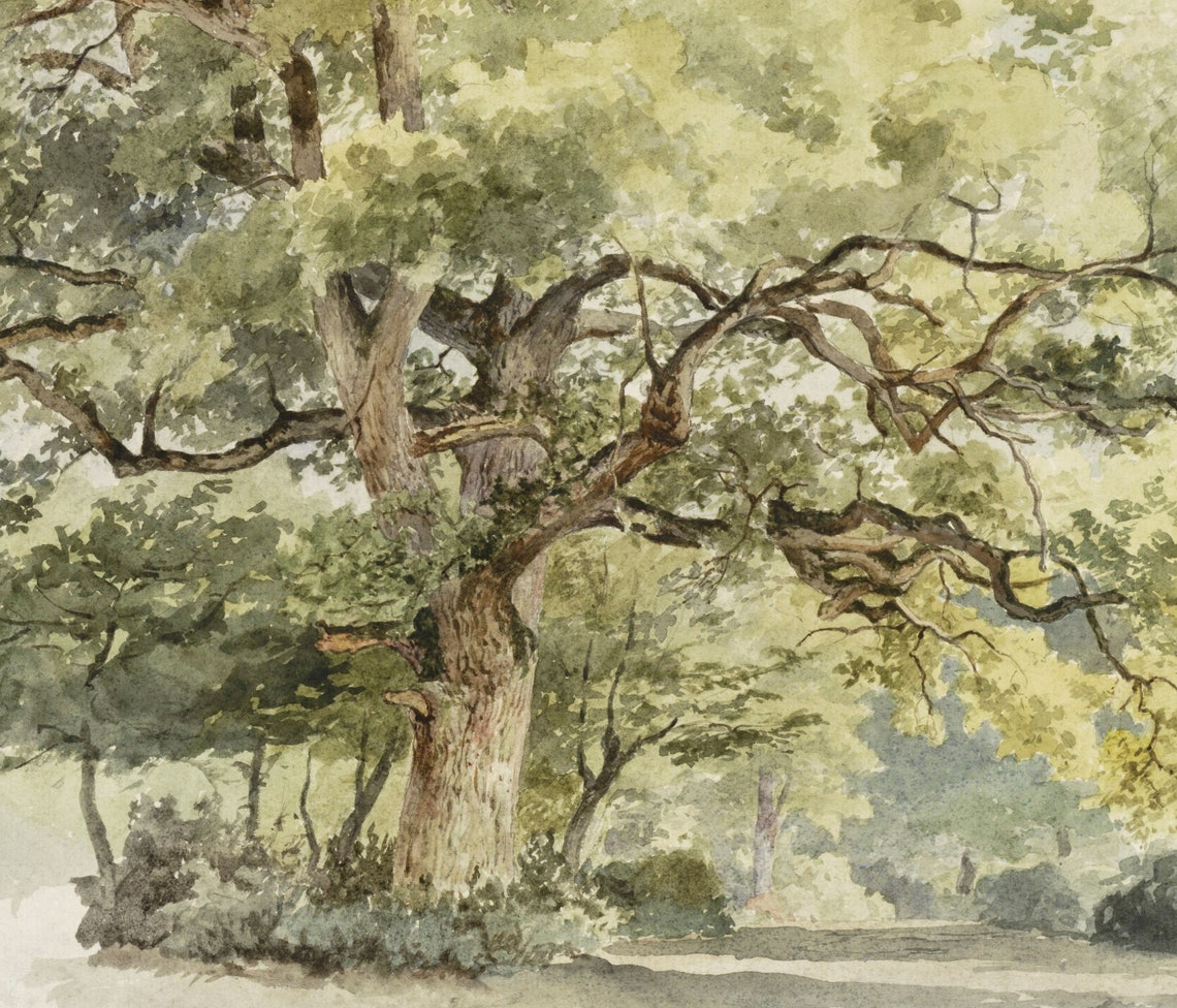 Vintage Oak Tree Drawing / Rustic Country Art Print Digital - Etsy Canada