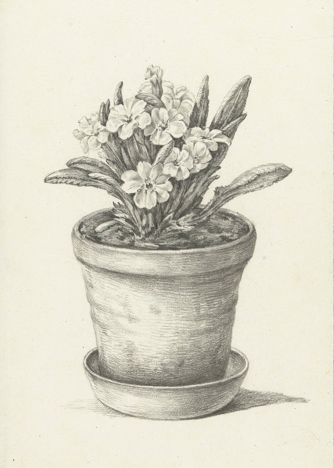 Botanical Sketch Vintage Print / Antique Flower Drawing Farmhouse ...