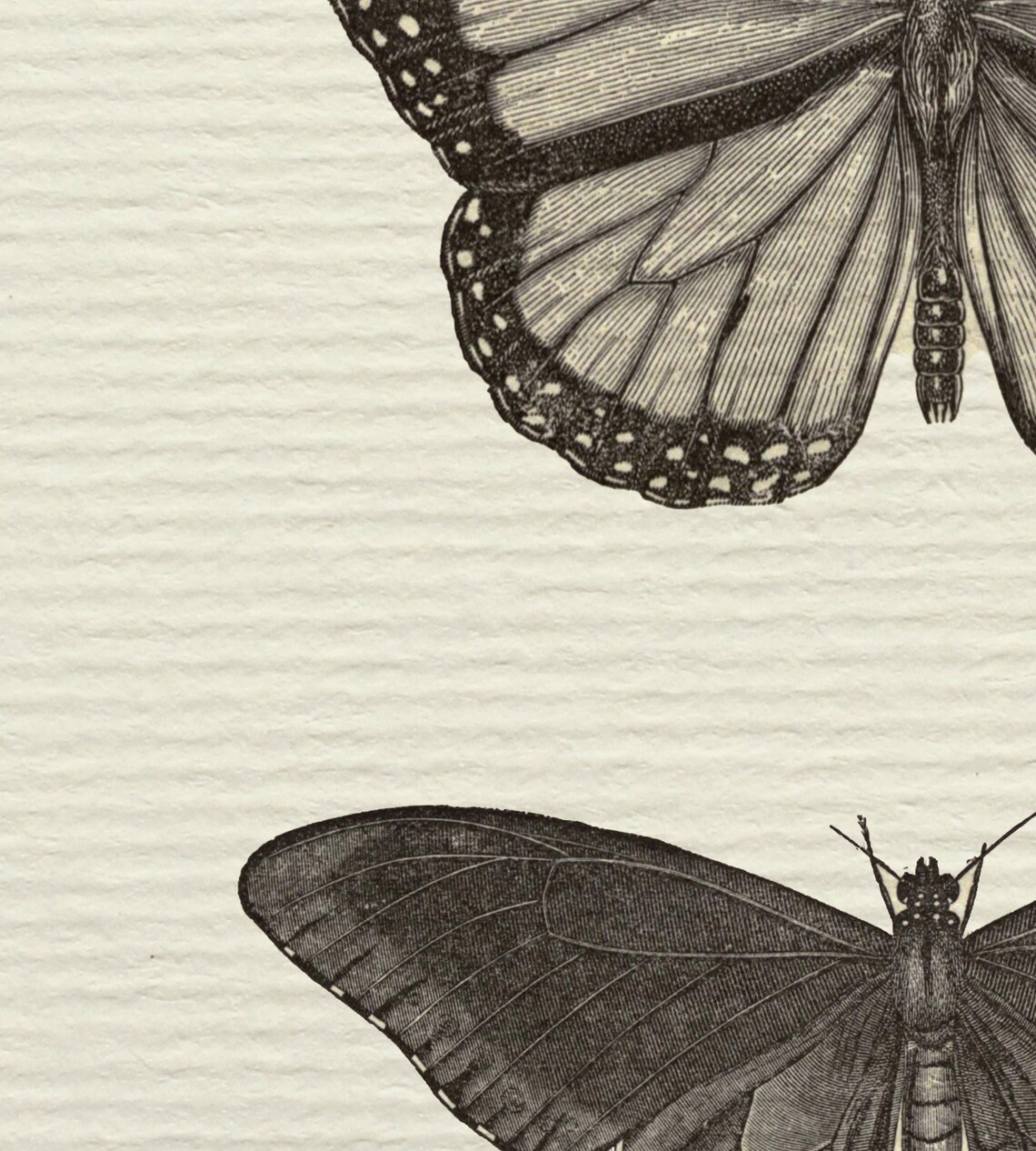 Vintage Neutral Butterfly Print / Antique Butterfly Drawing - Etsy
