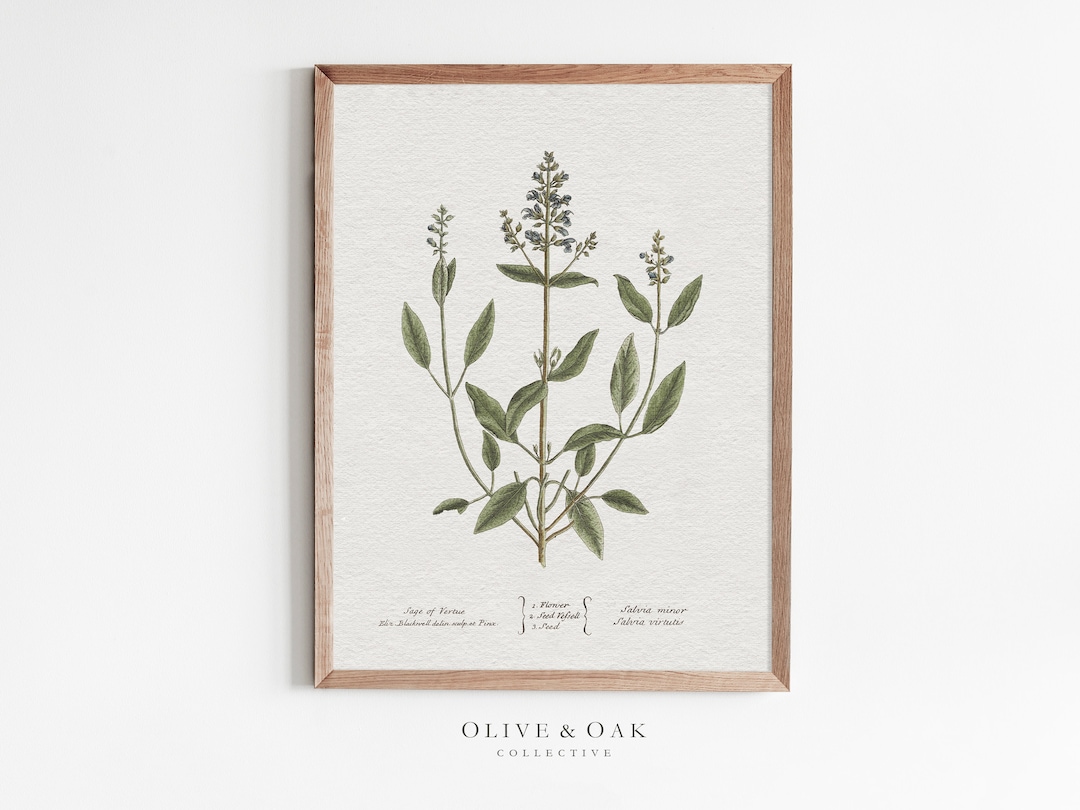 Herb Art Print / Sage Drawing PRINTABLE / Botanical Art Print / Kitchen ...