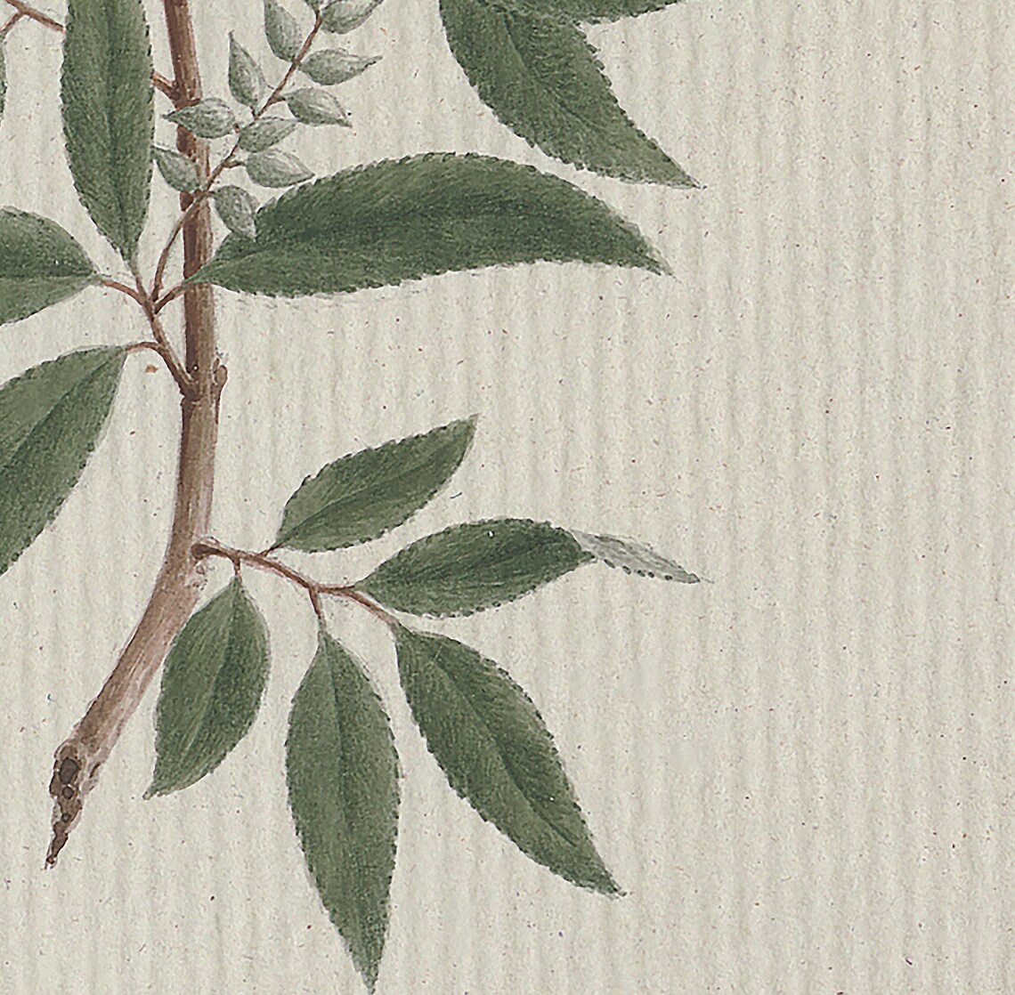 Vintage Botanical Tree Branch Print / Country Farmhouse Decor - Etsy