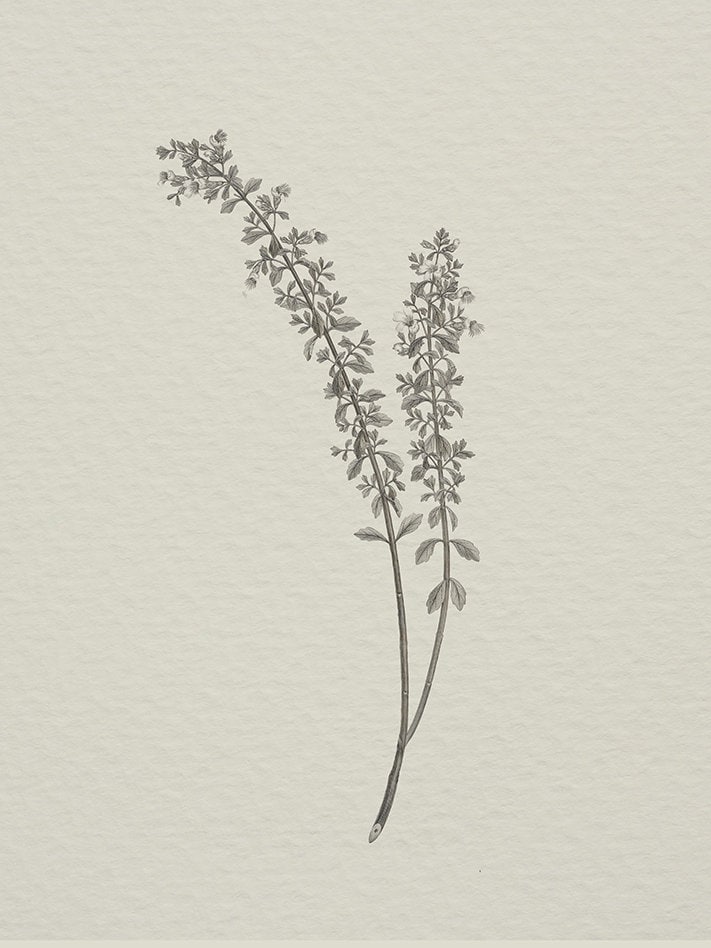 Vintage Botanical Drawing / Neutral Sketch / Simple Artwork | Etsy