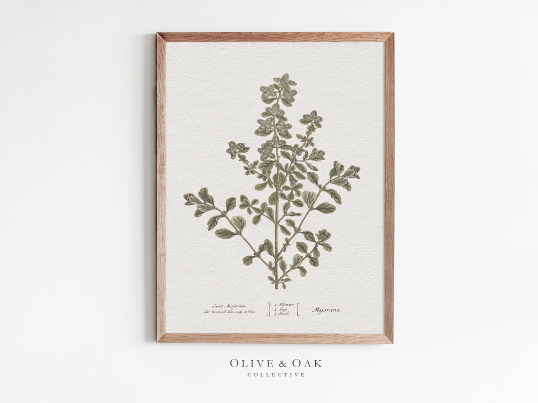 Herb Art Print / Herbal Wall Art / Kitchen Wall Art / Marjoram Drawing ...