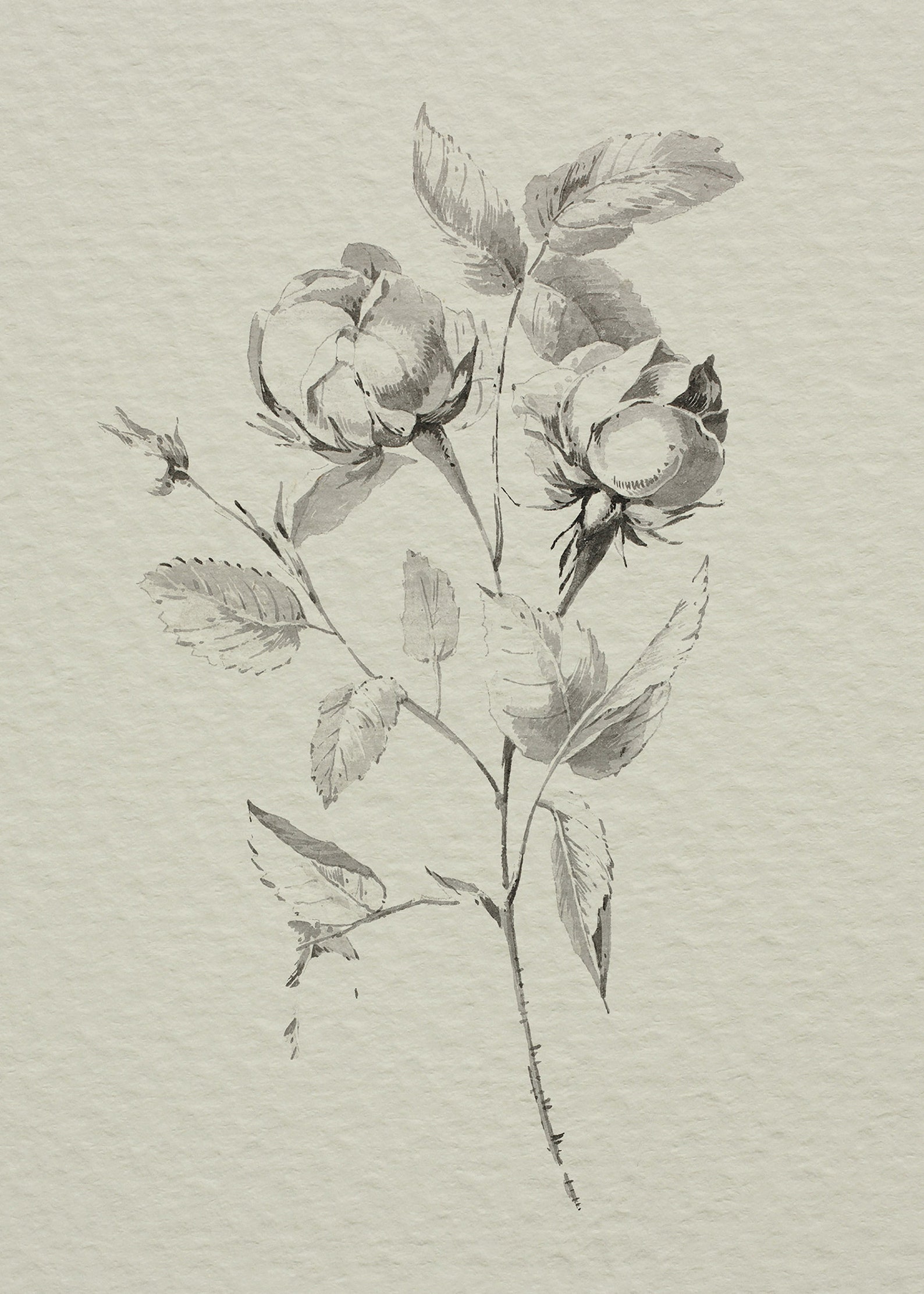 Vintage Flower Drawing Print / Rustic Botanical Sketch - Etsy
