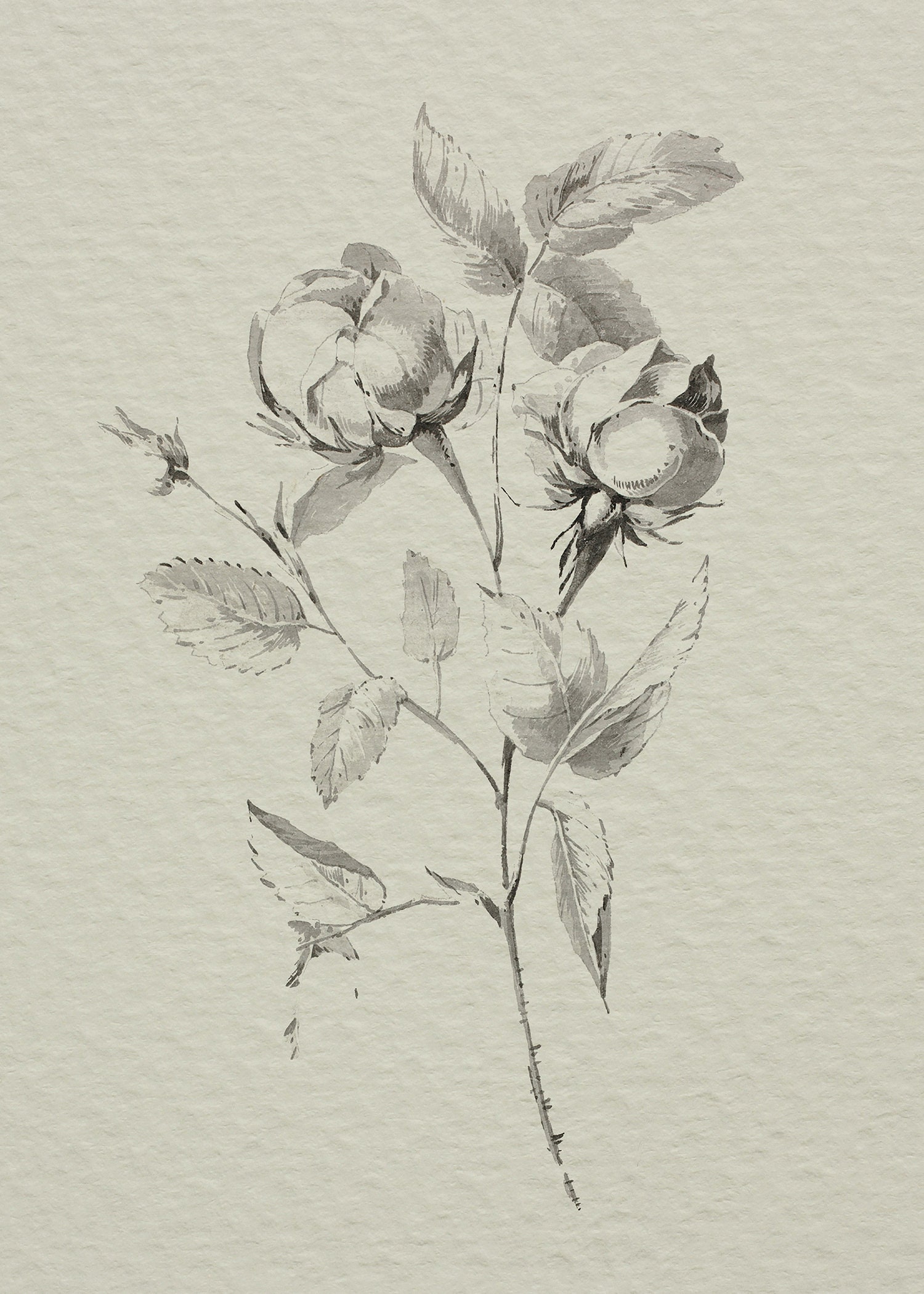 Vintage Flower Drawing Print / Rustic Botanical Sketch Farmhouse Decor ...