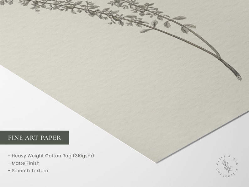 Vintage Botanical Drawing / Neutral Sketch / Simple Artwork Printed or ...