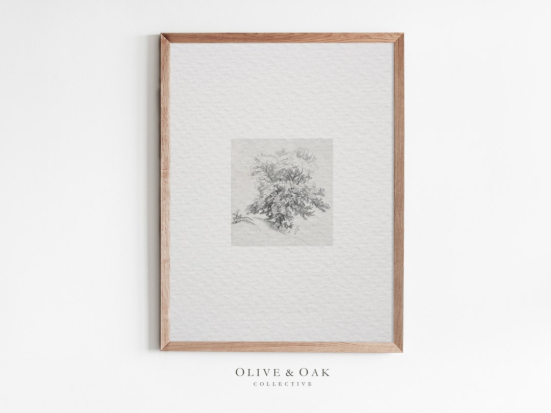 Vintage Tree Study Drawing / Antique Tree Sketch PRINTABLE / #280 - Etsy