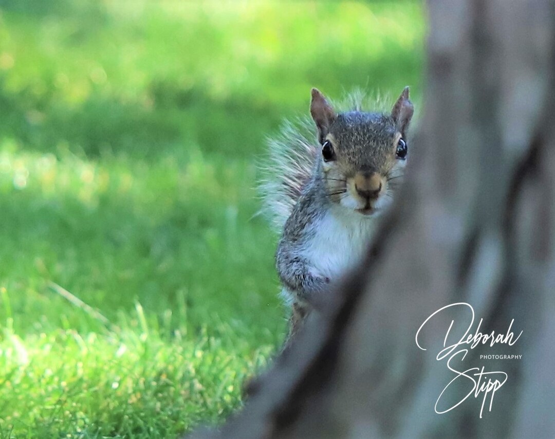 Squirrels: Secret Squirrel 5x7 Blank Note Card - Etsy