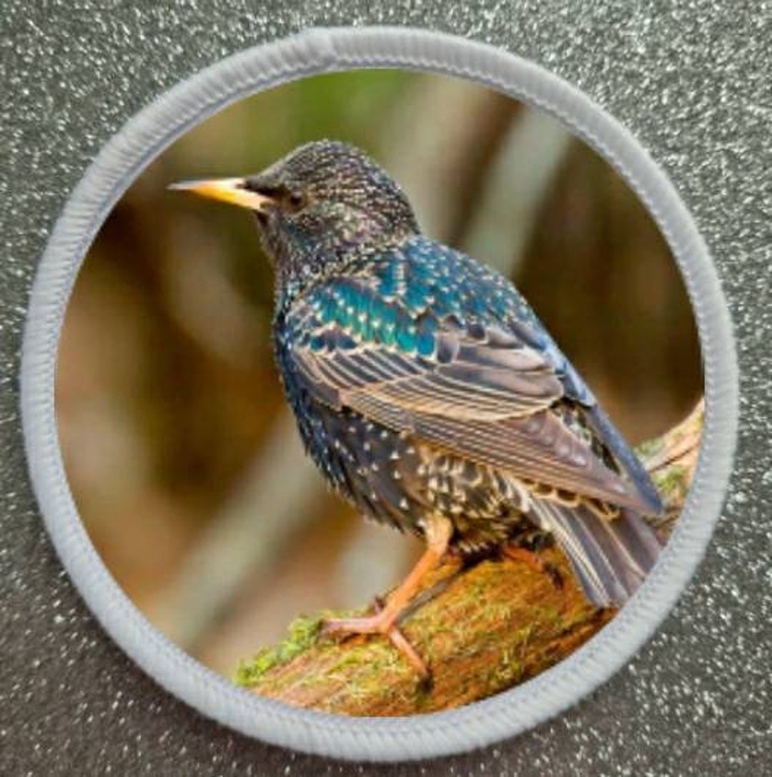 3 Inch Starling Bird Patch Badge - Etsy
