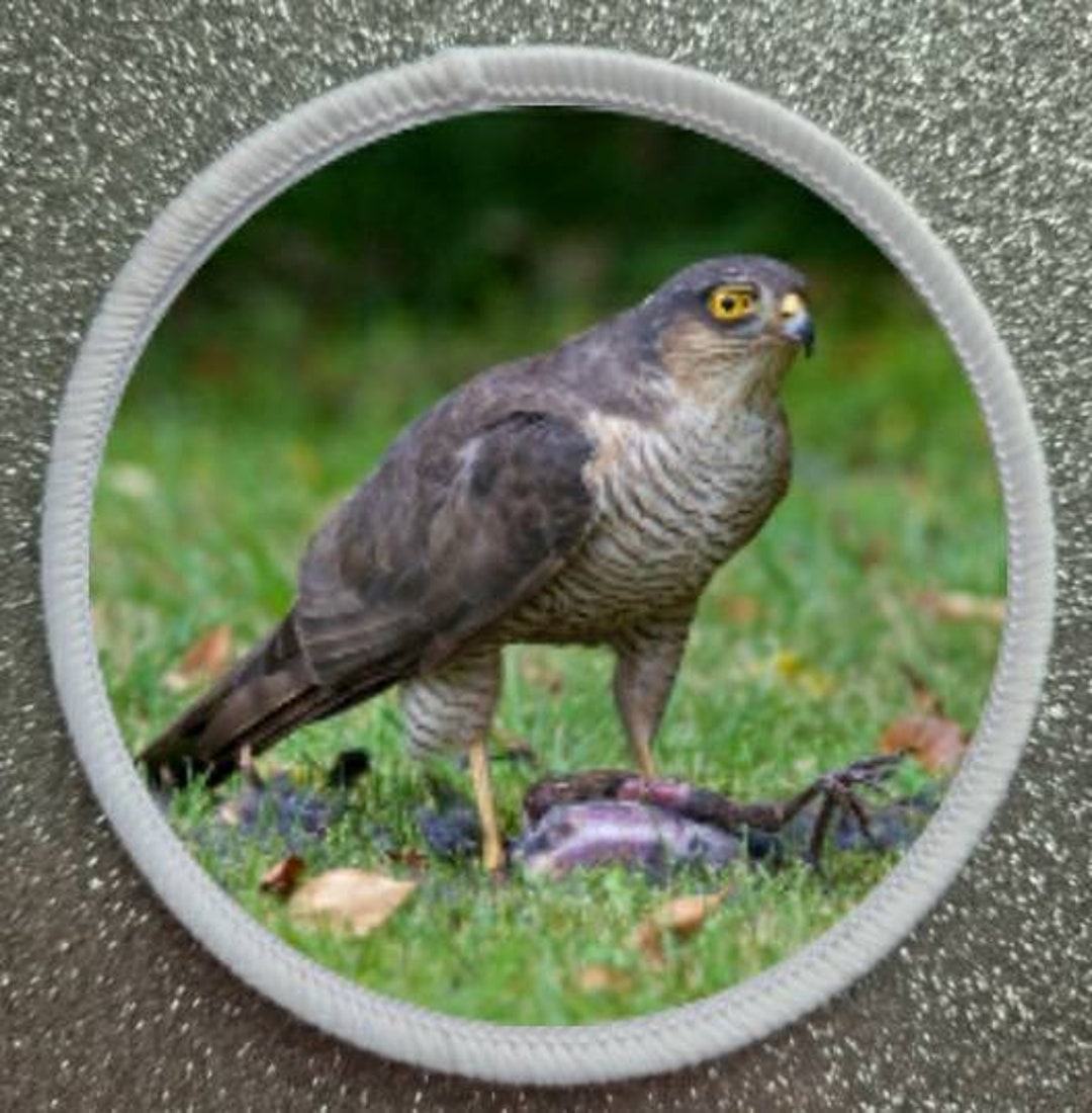 3 Inch Birds of Prey Series Sparrowhawk Patch Badge - Etsy