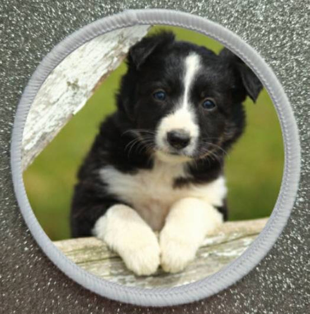 3 Inch Puppy Border Collie Dog Patch Badge. - Etsy