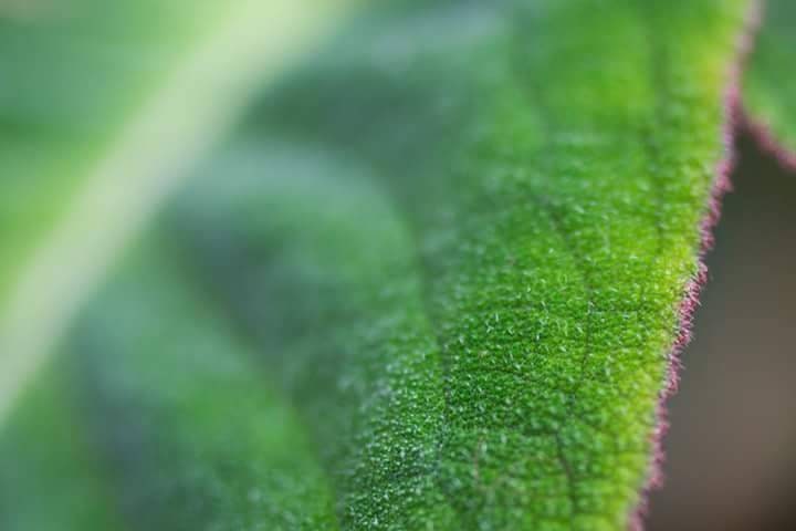 Original Photo Poster - Nature - Etsy