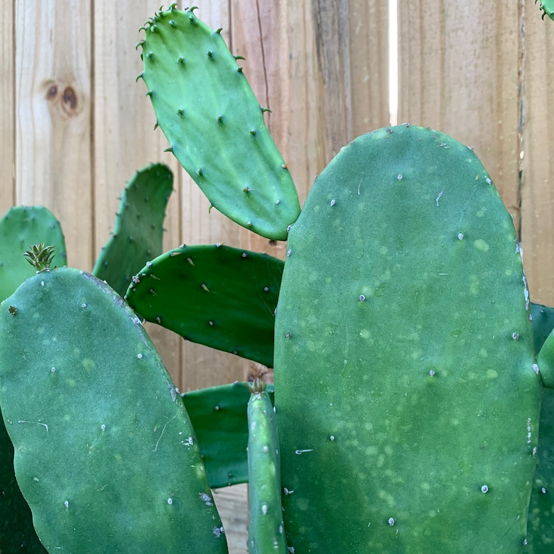Cactus Cutting - Etsy