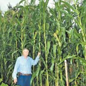 Hickory King White OP corn seed | Etsy