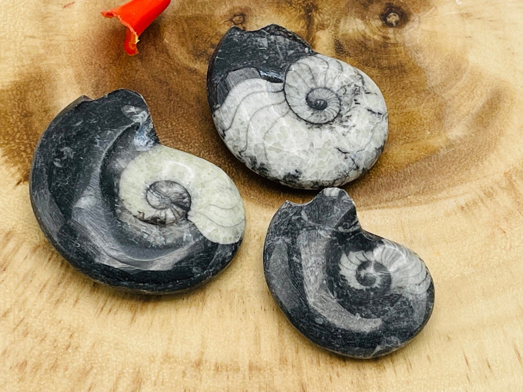 Orthoceras Cephalopod Fossil | Orthoceras Fossil Crystal | Fossilized ...