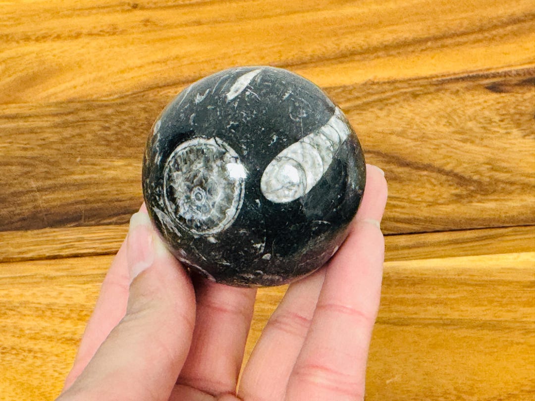 Orthoceras Cephalopod Fossil Sphere, Fossilized Orthoceras Crystal Ball ...