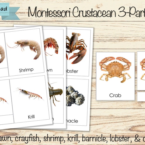 Crustacean - Etsy