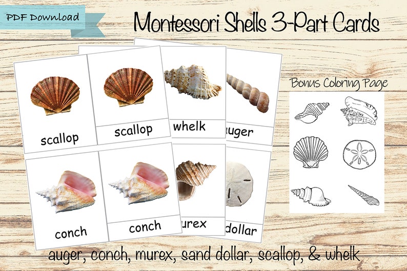 Shells - 3-part Cards Montessori Nomenclature PDF Printable - Etsy