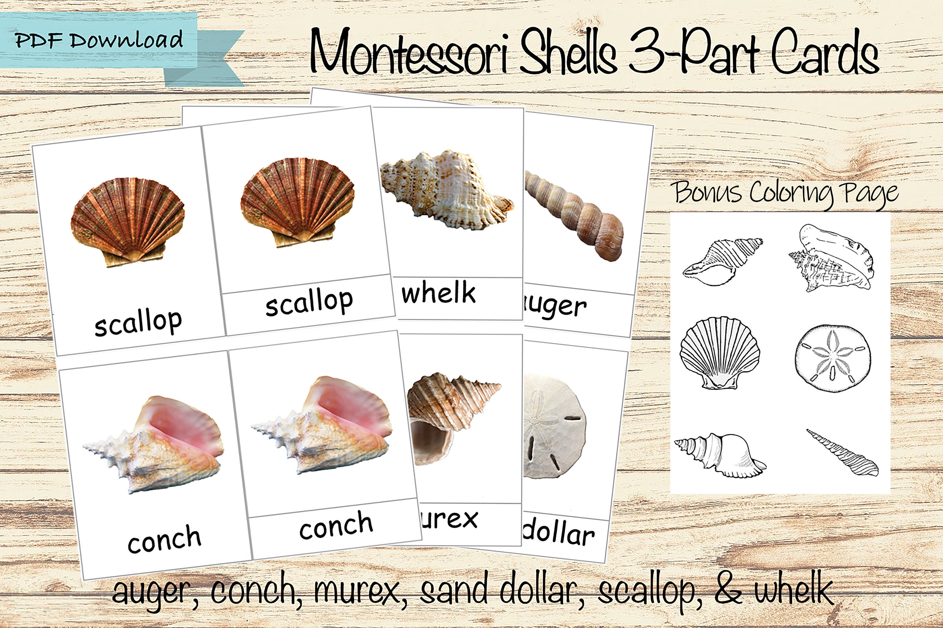 Shells - 3-part Cards Montessori Nomenclature PDF Printable - Etsy