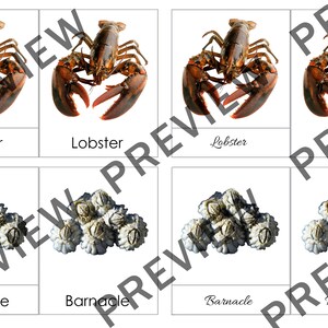 Crustacean - 3 Part Cards Montessori Nomenclature PDF Printable - Etsy