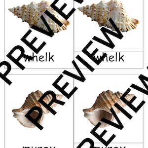Shells - 3-part Cards Montessori Nomenclature PDF Printable - Etsy