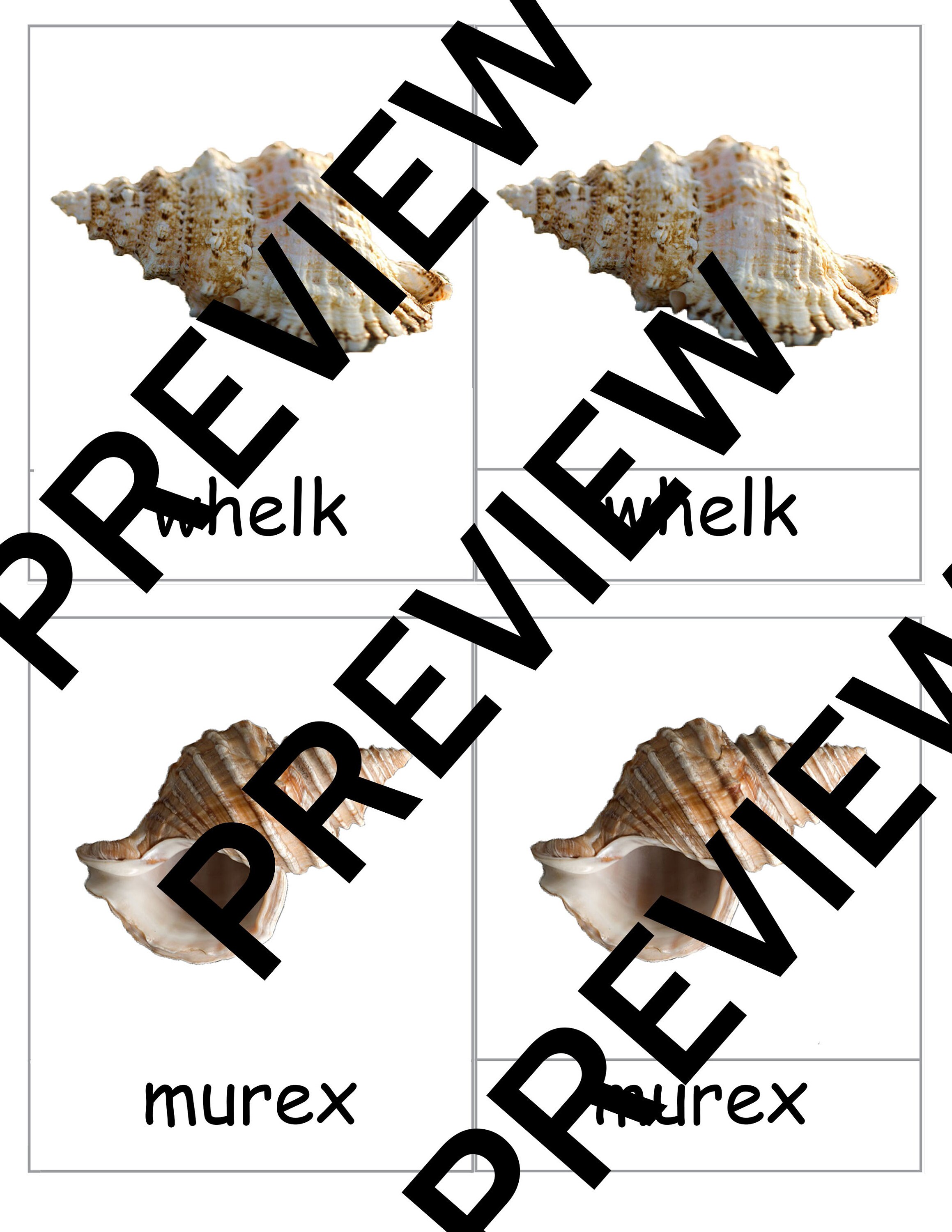 Shells - 3-part Cards Montessori Nomenclature PDF Printable - Etsy