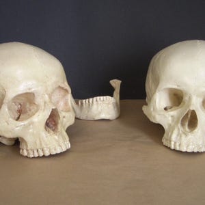 Skull - Replica of a Young Woman's Skull, Complete - Etsy