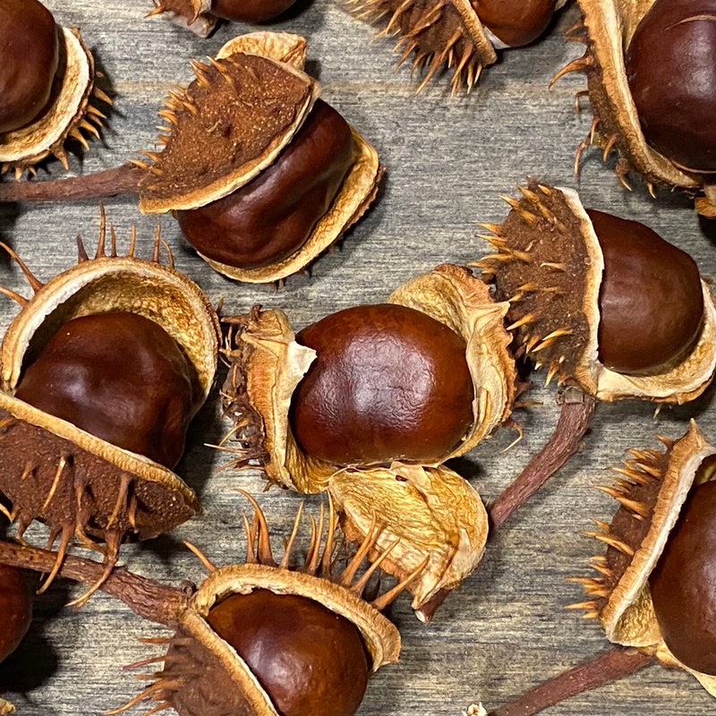 Floral Crafts - Etsy