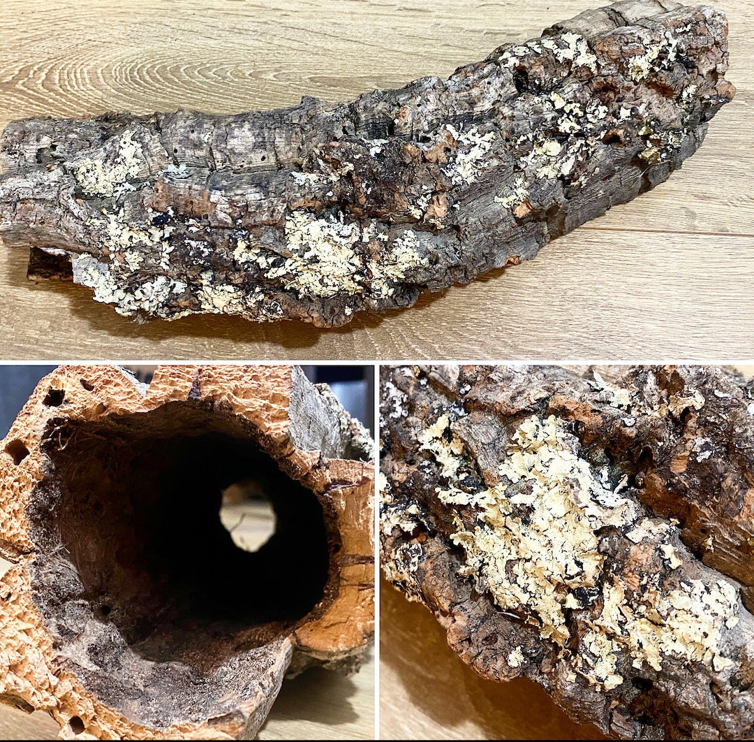 Cork Tube, Natural Cork Tube, Natural Dried Decor, Terrarium Decor ...