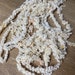 Preserved Hanging Amaranthus, White Preserved Amaranth, Natural ...