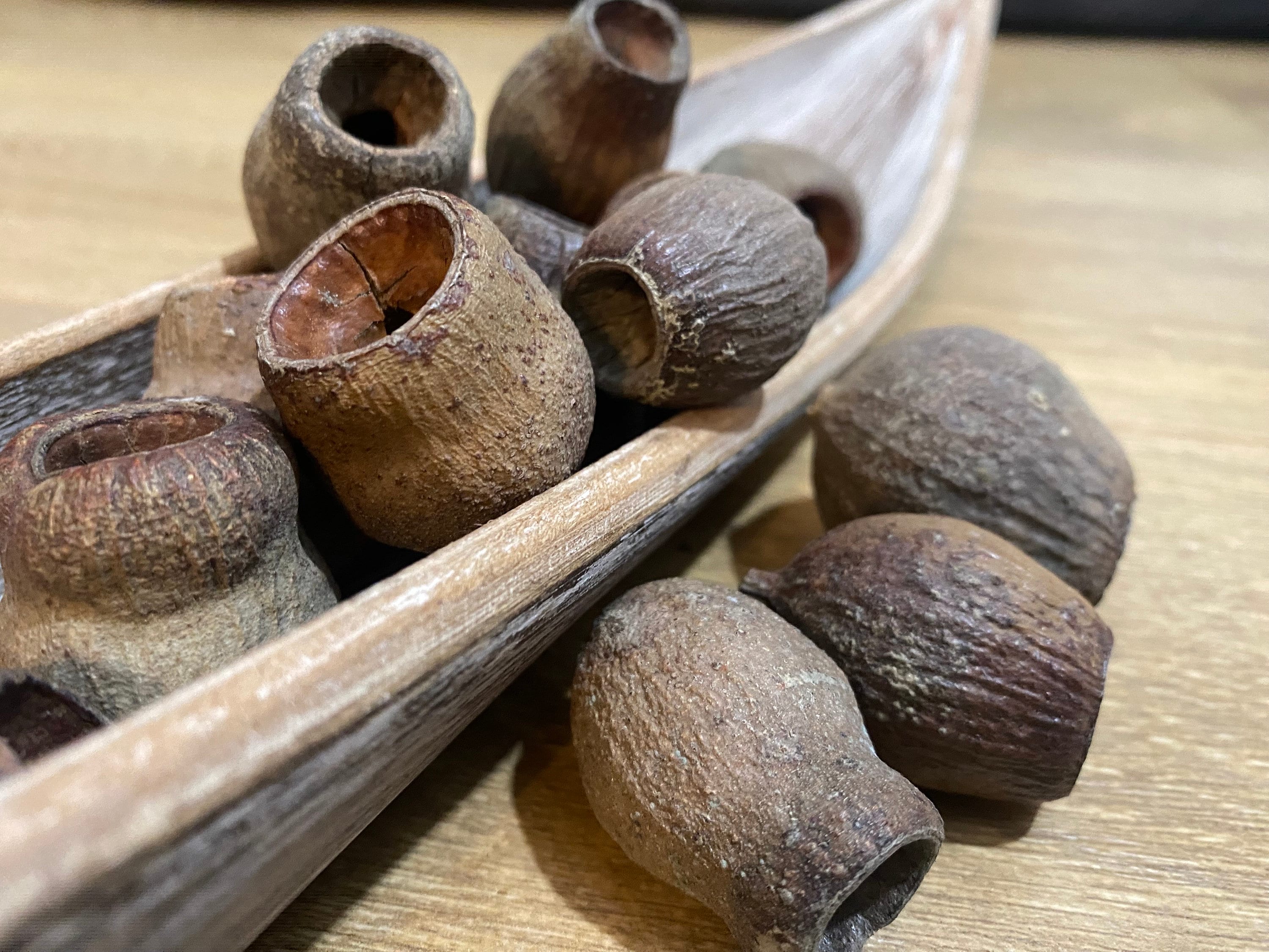 Large Eucalyptus Gum Nuts, Eucalyptus Seed Pods, Eucalyptus Pods ...