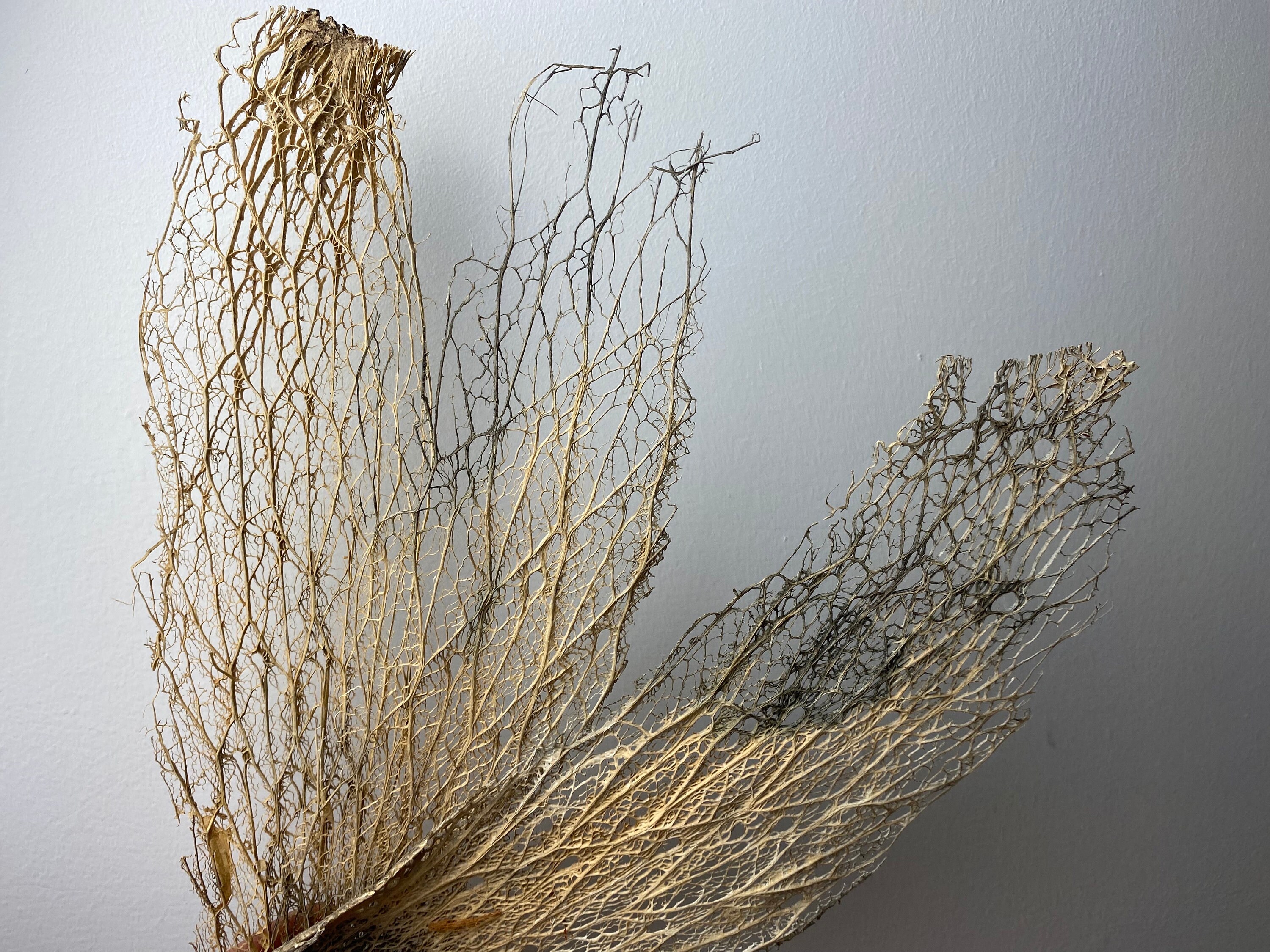 Unique Dried Cactus Skeleton, Dried Prickly Pear Fiber Skeleton Cactus ...