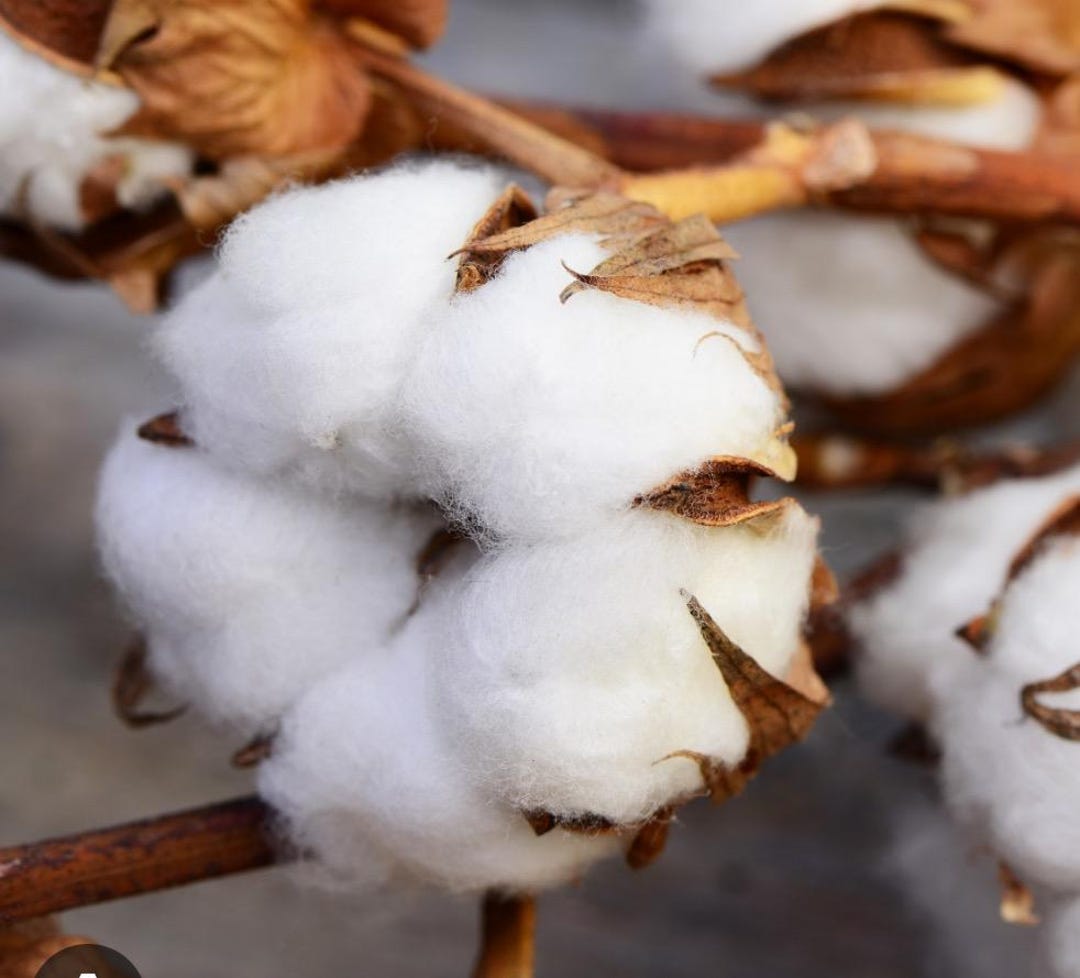 Natural Loose Cotton Pods, Cotton Pods, Christmas Decorations, Natural ...